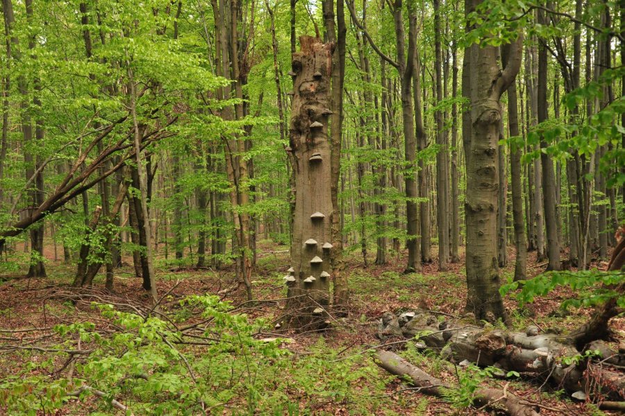Turistická oblasť Vihorlatské vrchy | HIKING.SK